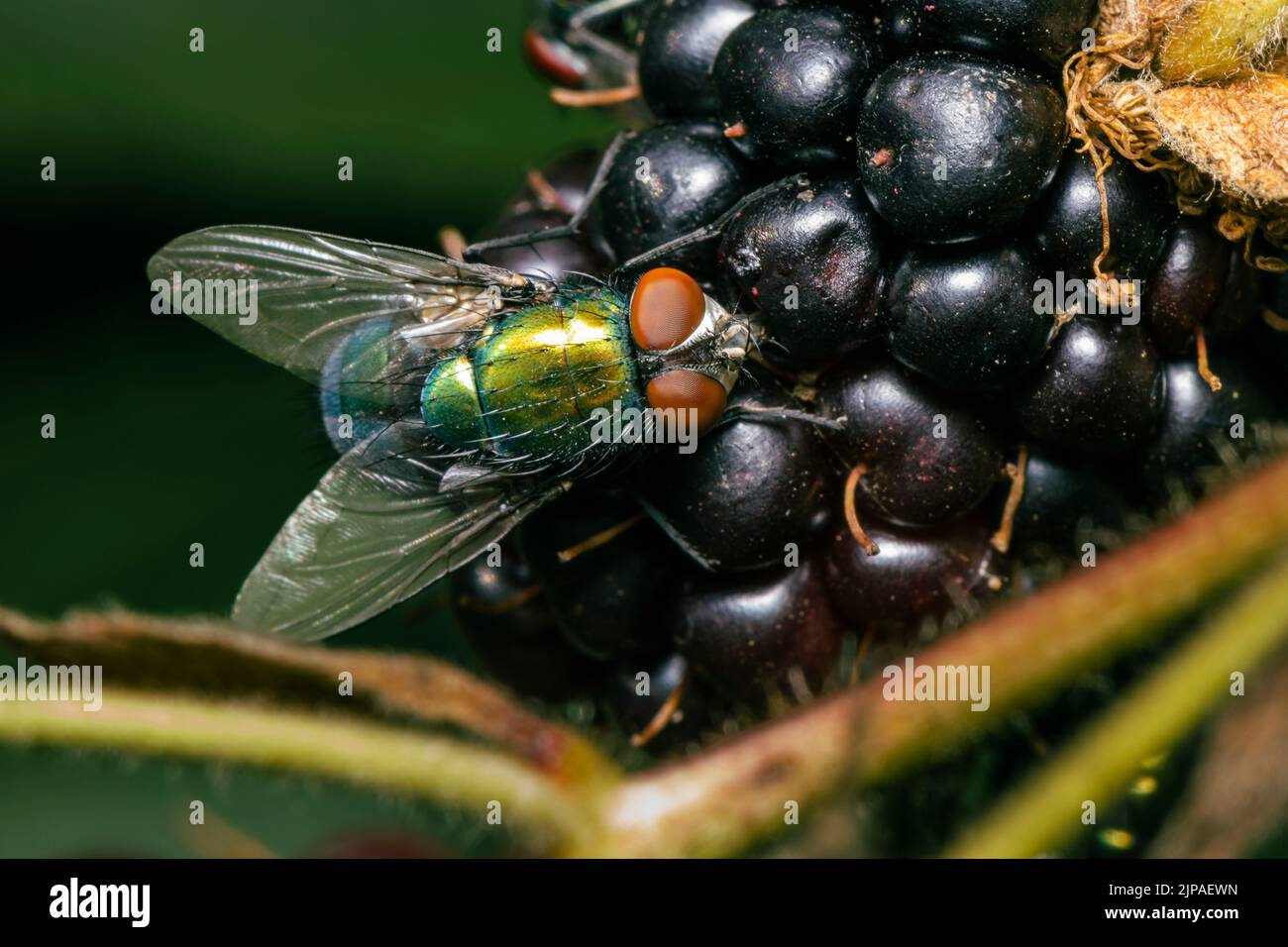 A gold fly on a raspberry, Calliphoridae on a raspberry, blow fly on a ...
