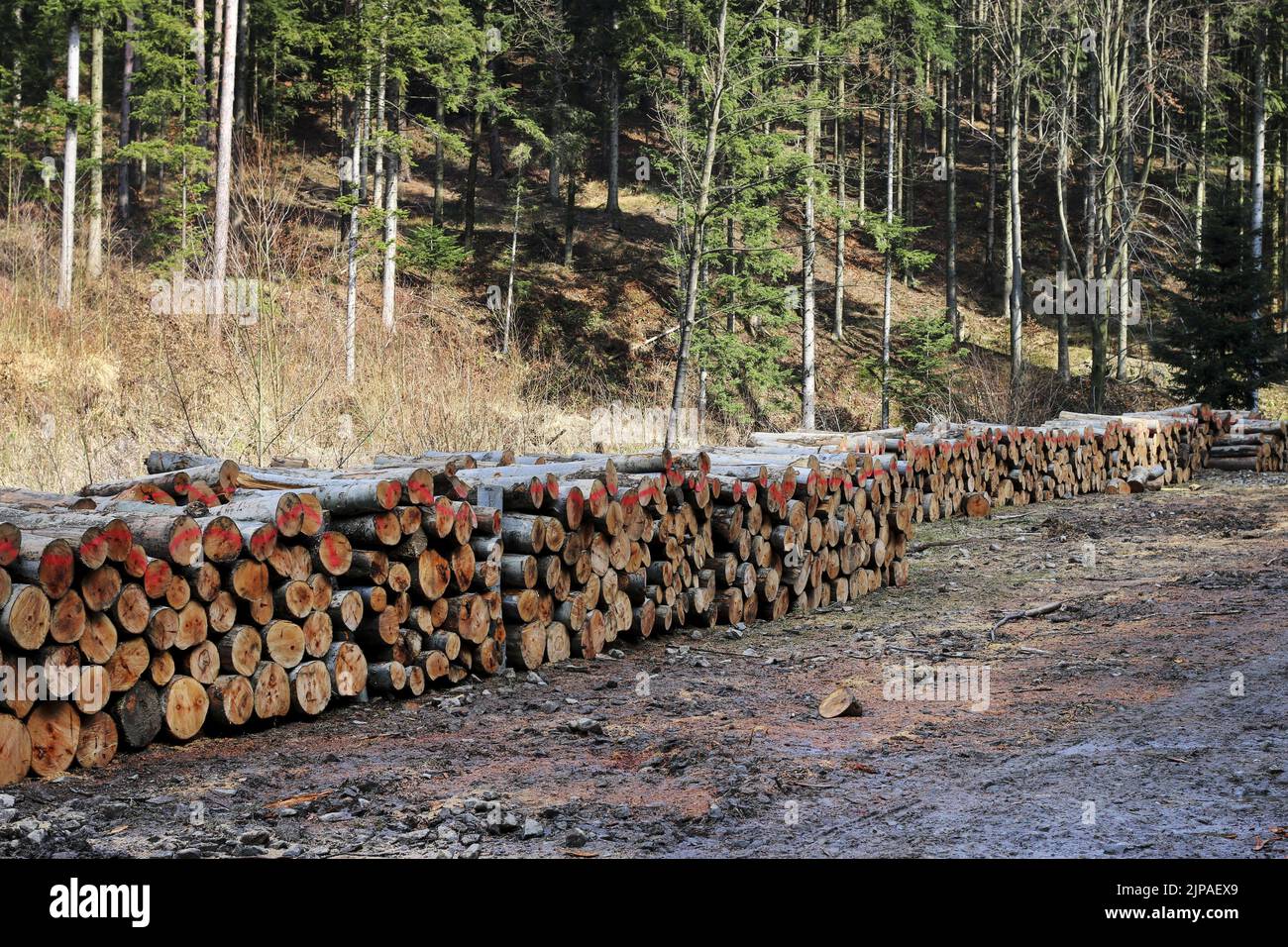 Tree trunks cut in the forest. Destroying nature Stock Photo - Alamy