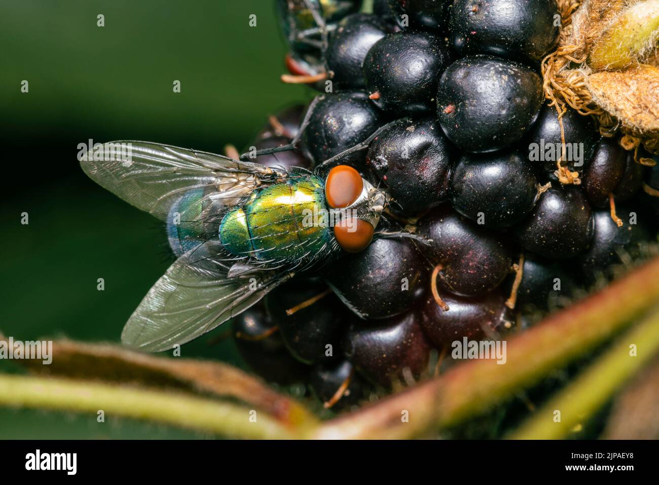 A gold fly on a raspberry, Calliphoridae on a raspberry, blow fly on a ...