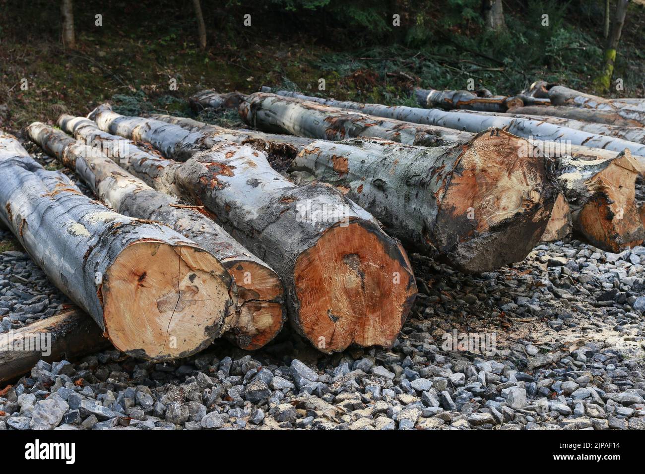 Tree trunks cut in the forest. Destroying nature Stock Photo - Alamy