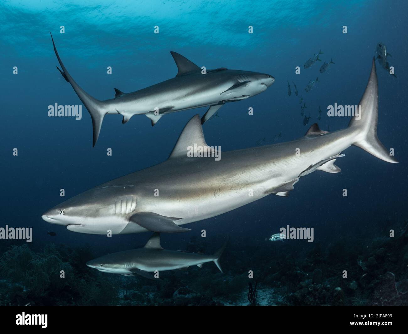 A group of sharks swimming in clean water Stock Photo - Alamy
