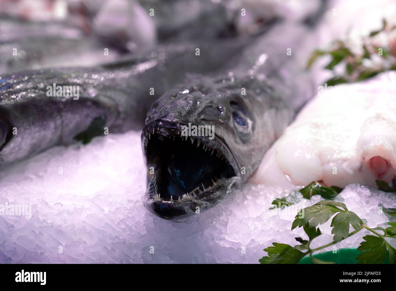 Tail hake hi-res stock photography and images - Alamy