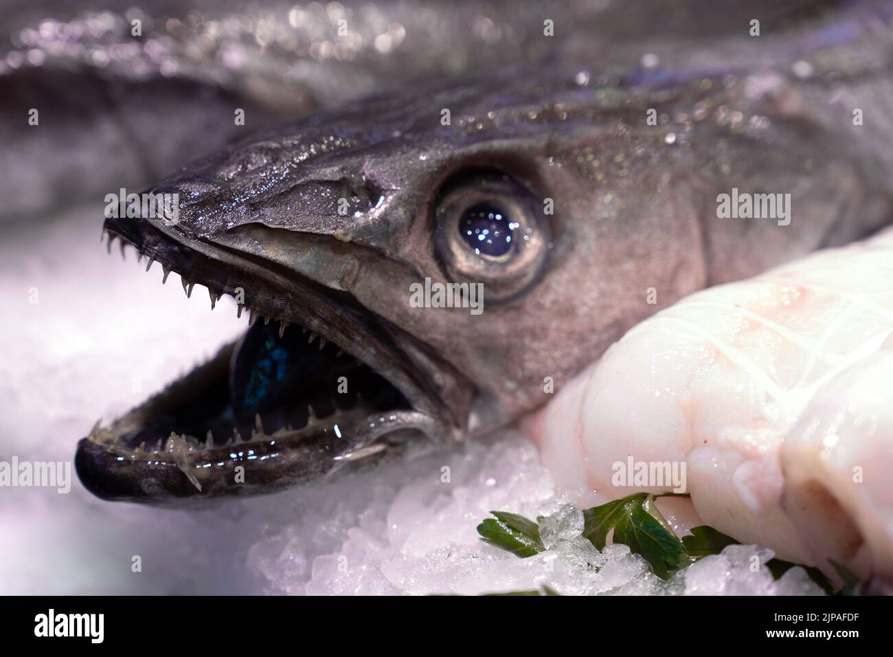 Tail hake hi-res stock photography and images - Alamy