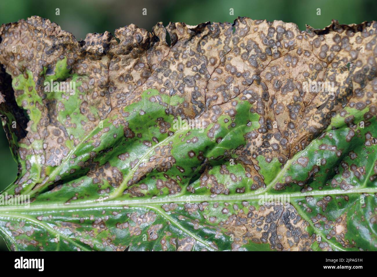 Cercospora leaf spot (Cercospora beticola) infection on a sugar beet ...