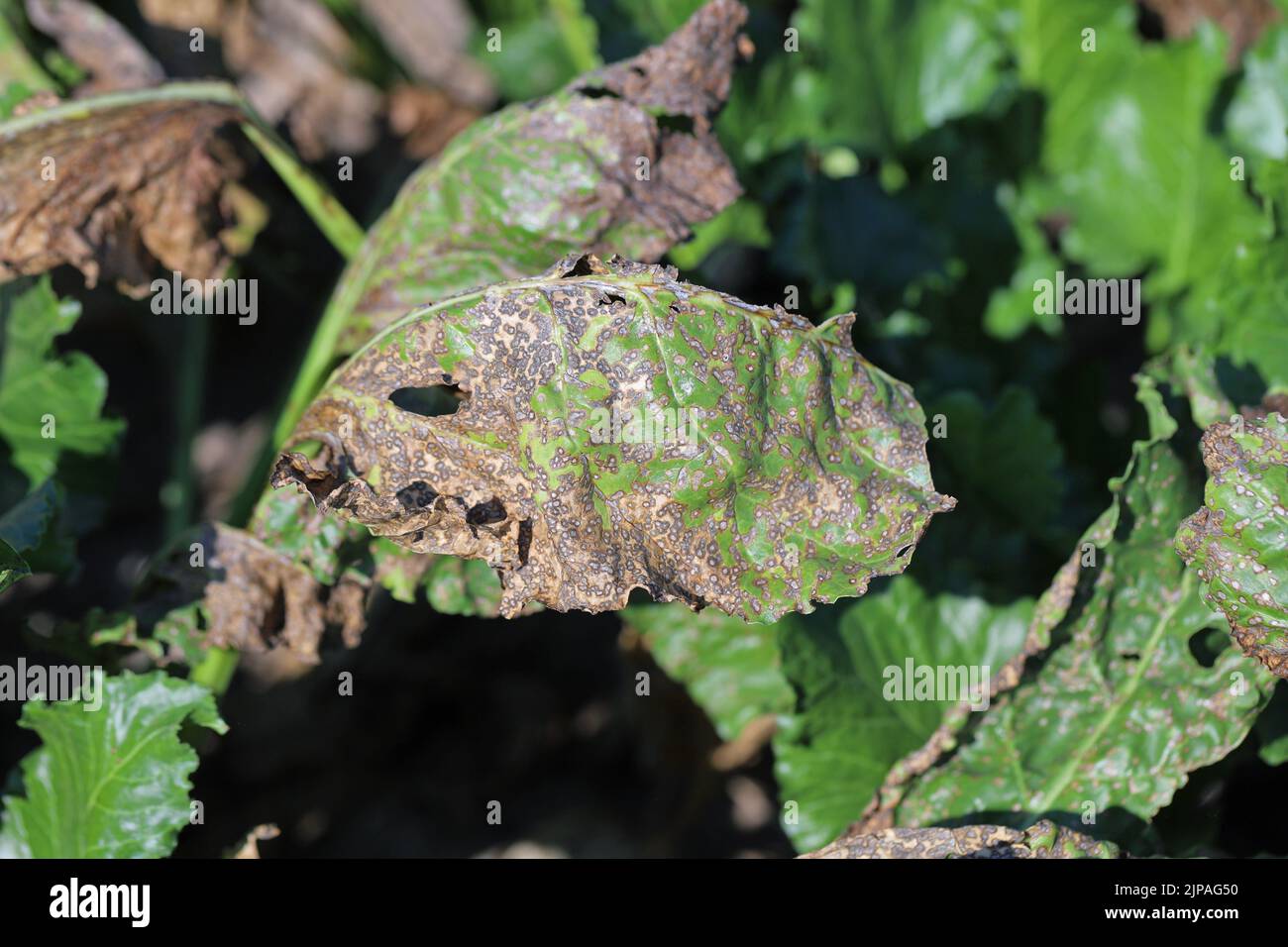 Cercospora leaf spot (Cercospora beticola) infection on a sugar beet ...