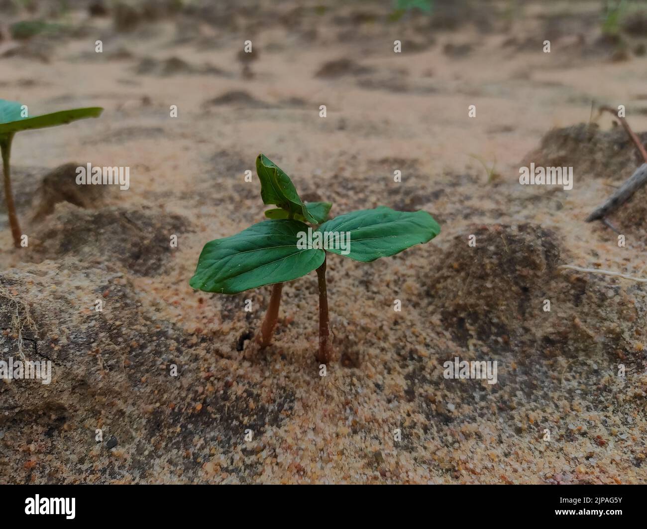 Castor bean plantation hi-res stock photography and images - Alamy