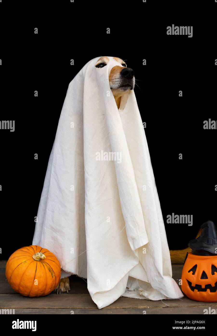 dog dressed as a ghost with a white sheet and halloween candy Stock ...