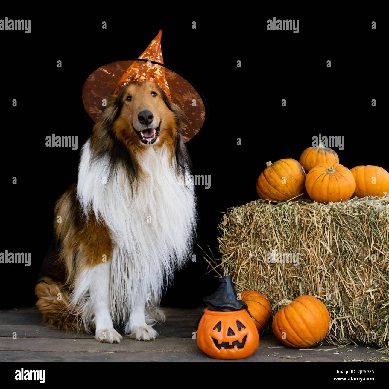 Hat dog collie hi-res stock photography and images - Alamy