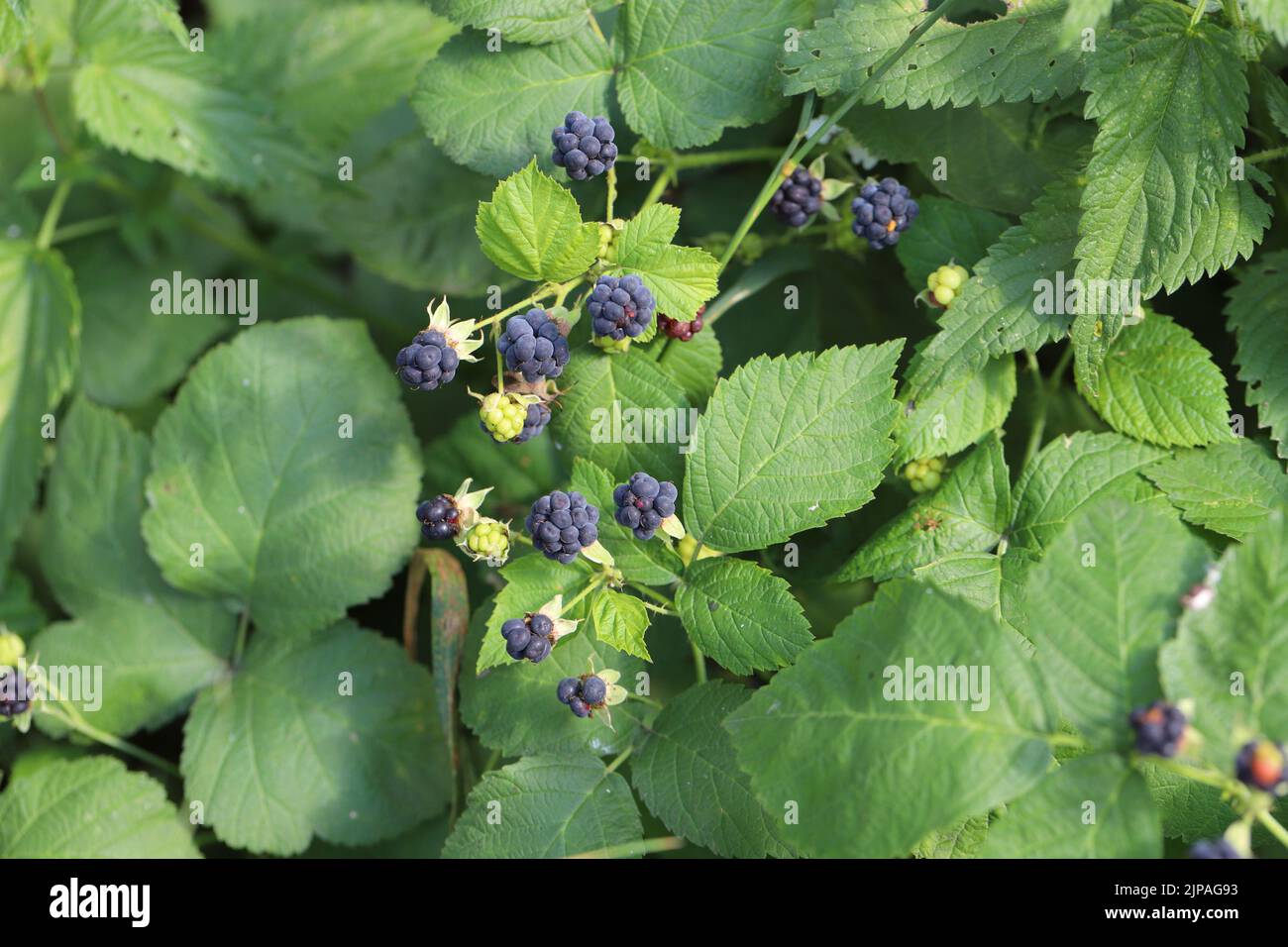 Garden dewberry hi-res stock photography and images - Alamy