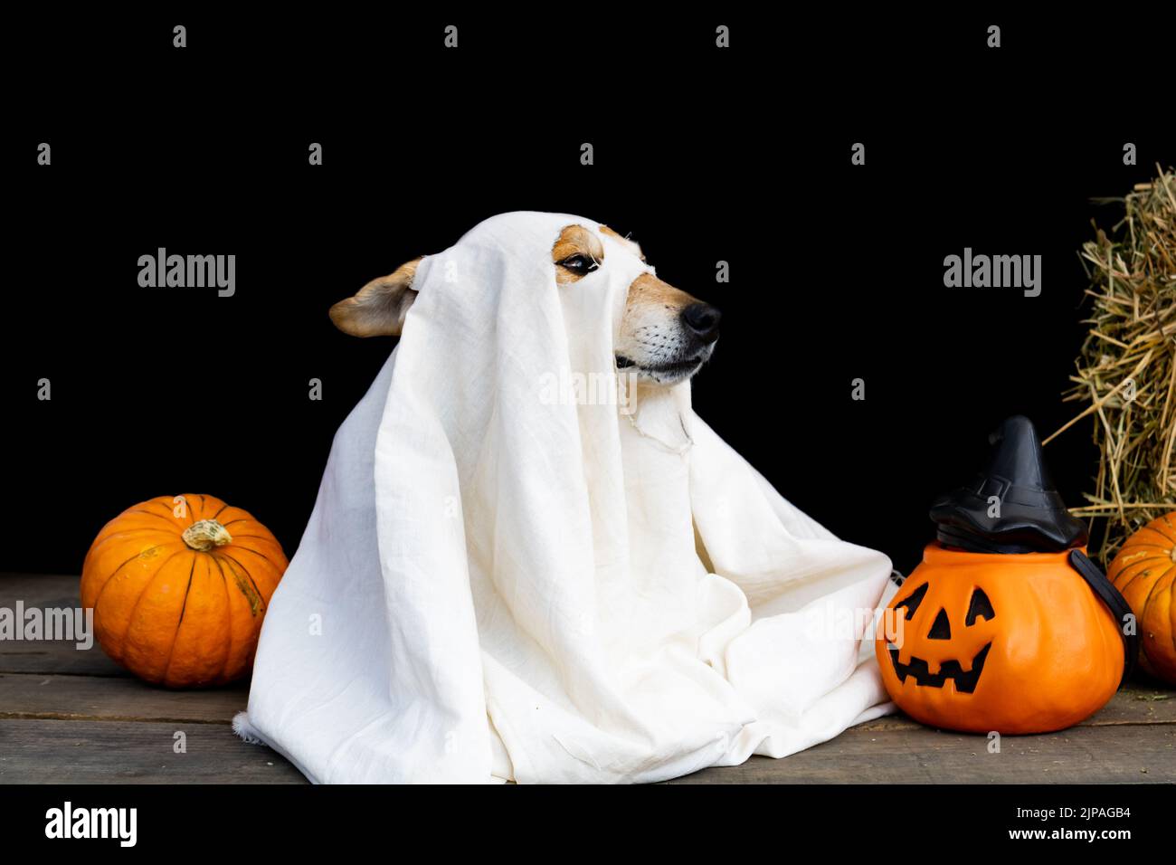 dog dressed as a ghost with a white sheet and halloween candy Stock ...