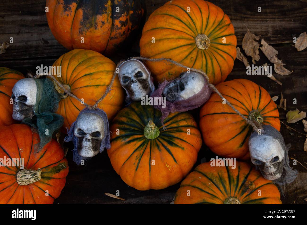 halloween decoration background with pumpkins and human skull Stock ...