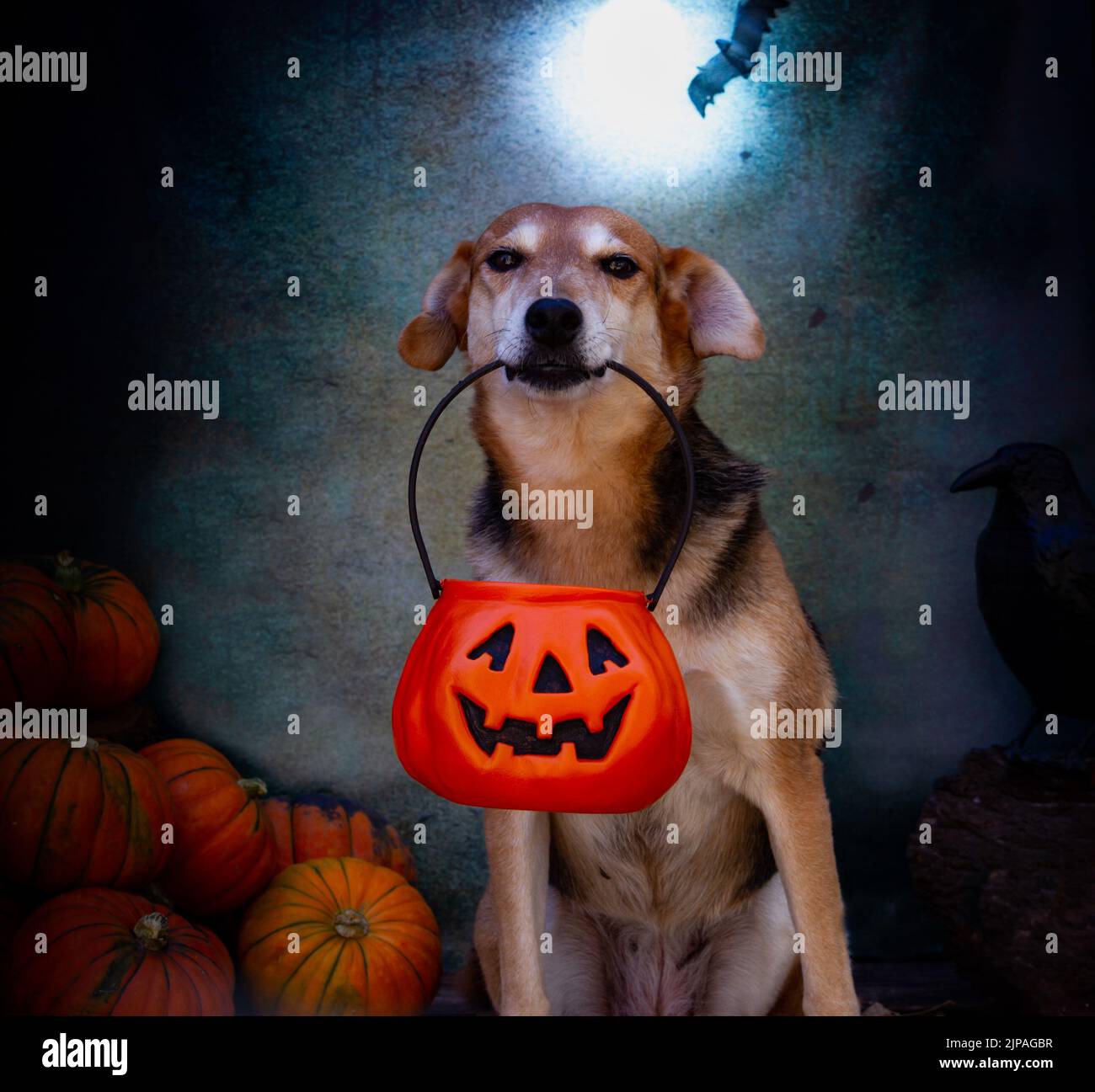 dog begging for candy on halloween with the moon and decoration with ...