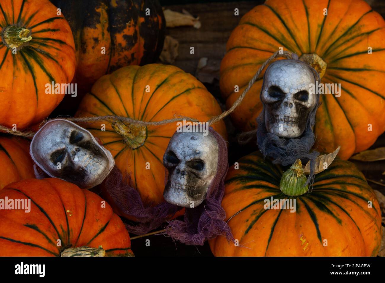 halloween decoration background with pumpkins and human skull Stock ...