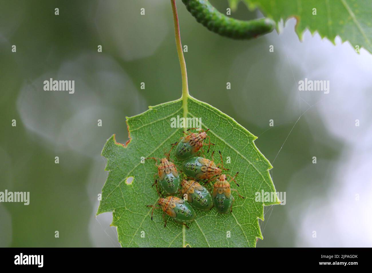 Birch Shieldbug nymphs (Elasmostethus interstinctus) sitting on edge of ...