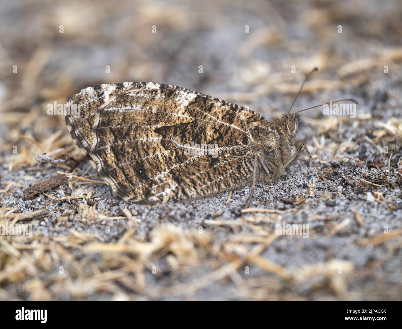 Grayling butterfly hipparchia semele hi-res stock photography and ...