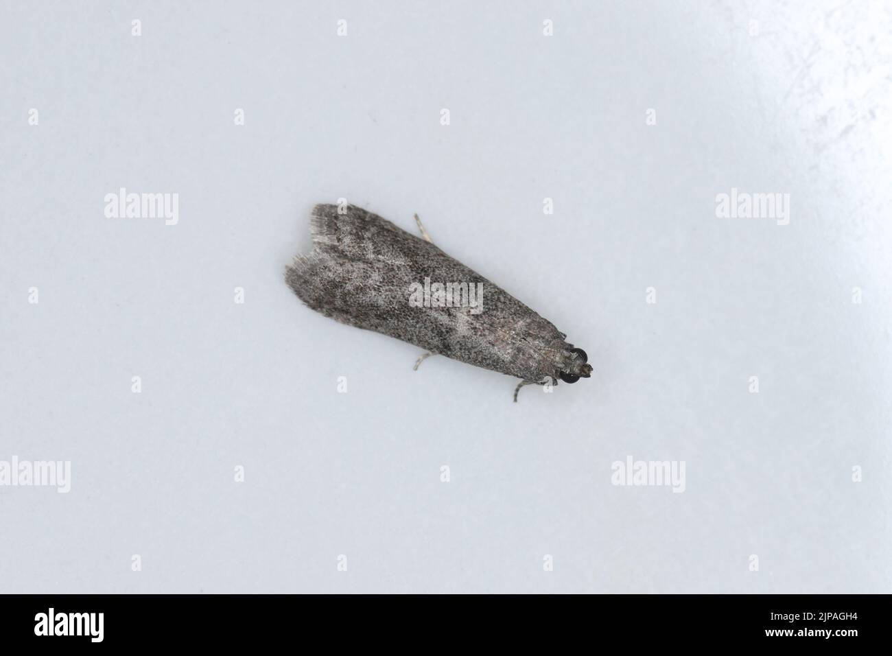 Detailed closeup on the small Tobacco Moth, Ephestia elutella, sitting ...