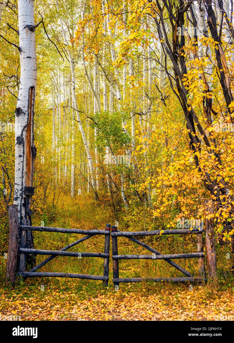 Aspen Trees in Fall,Aspen Colorado Stock Photo - Alamy