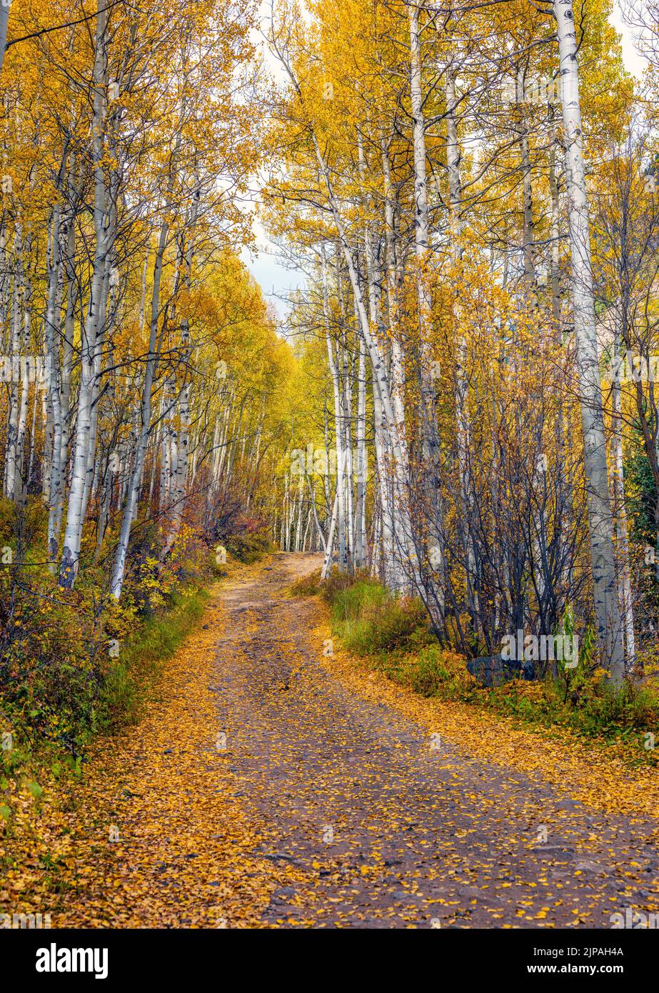 Aspen Trees in Fall,Aspen Colorado Stock Photo - Alamy