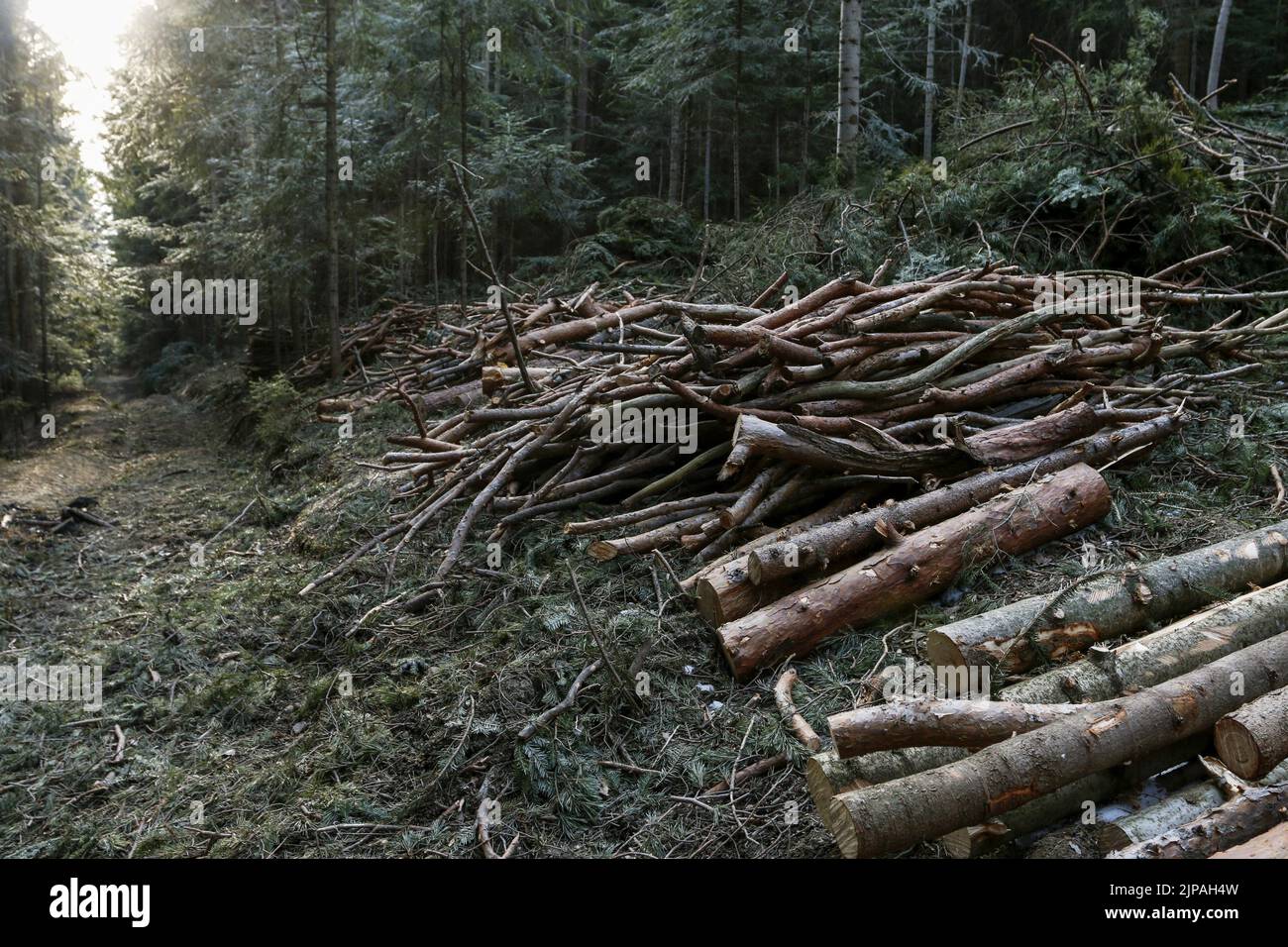 Tree trunks cut in the forest. Forest harvesting Stock Photo - Alamy