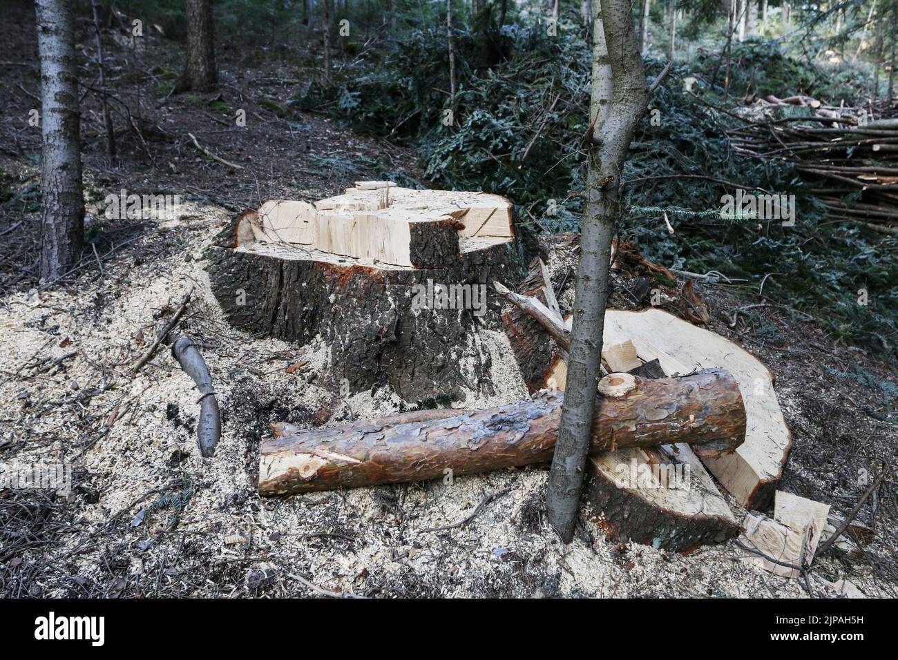 Tree trunks cut in the forest. Forest harvesting Stock Photo - Alamy