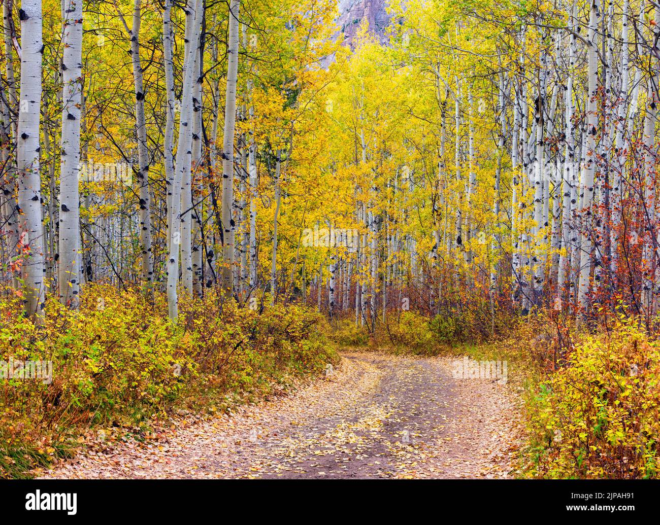 Aspen Trees in Fall,Aspen Colorado Stock Photo - Alamy