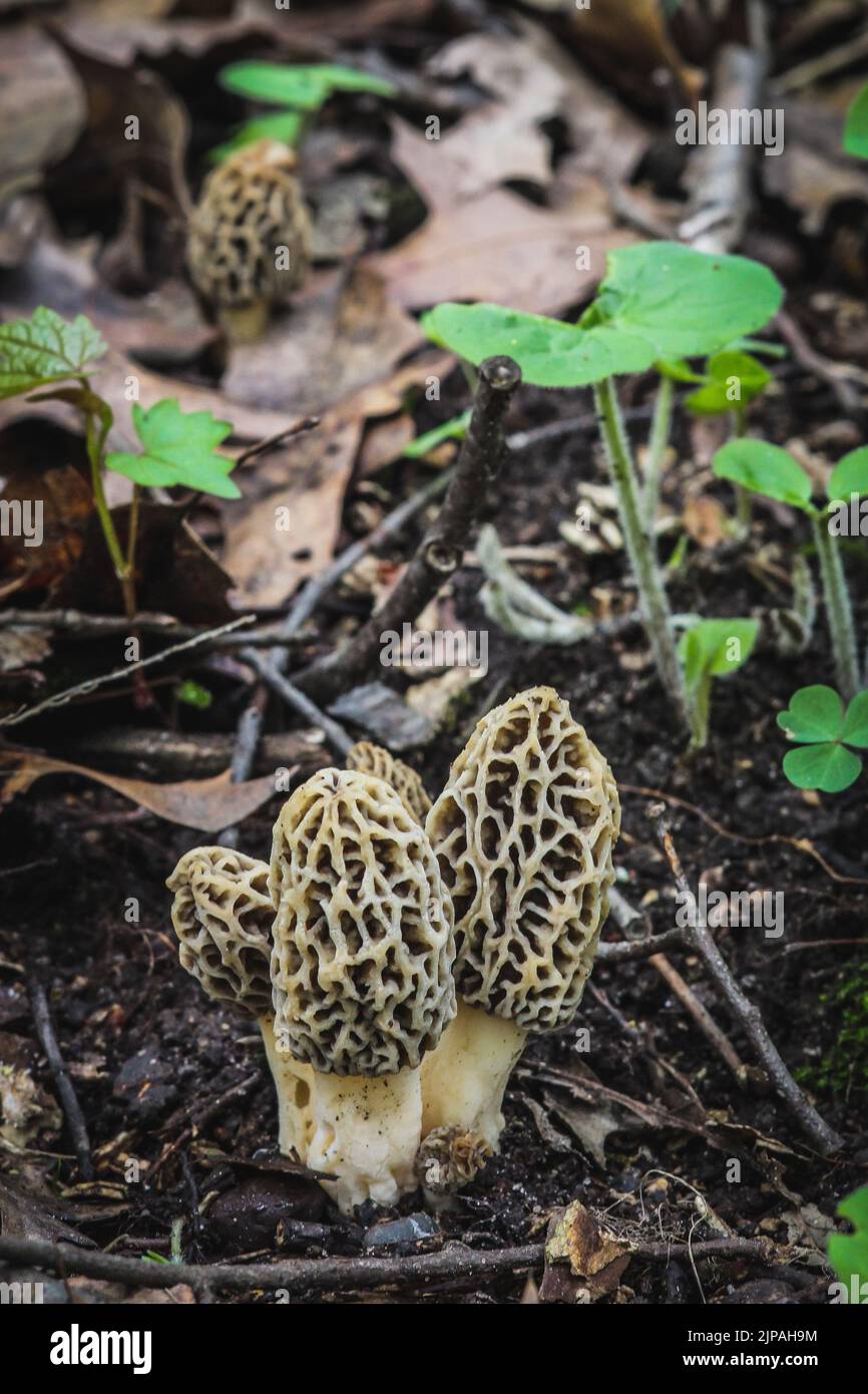 Morel mushrooms growing in a forest Stock Photo - Alamy