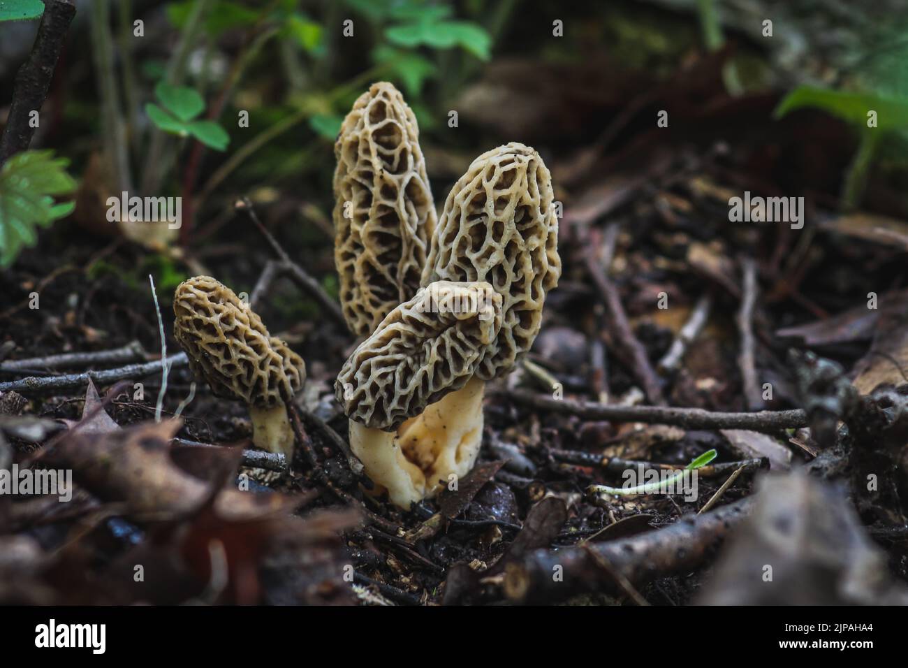 Morel mushrooms growing in a forest Stock Photo - Alamy