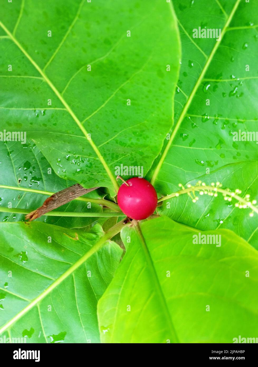 Red fruit on plant, red fruit, green plant leaf, indian fruit in rainy ...