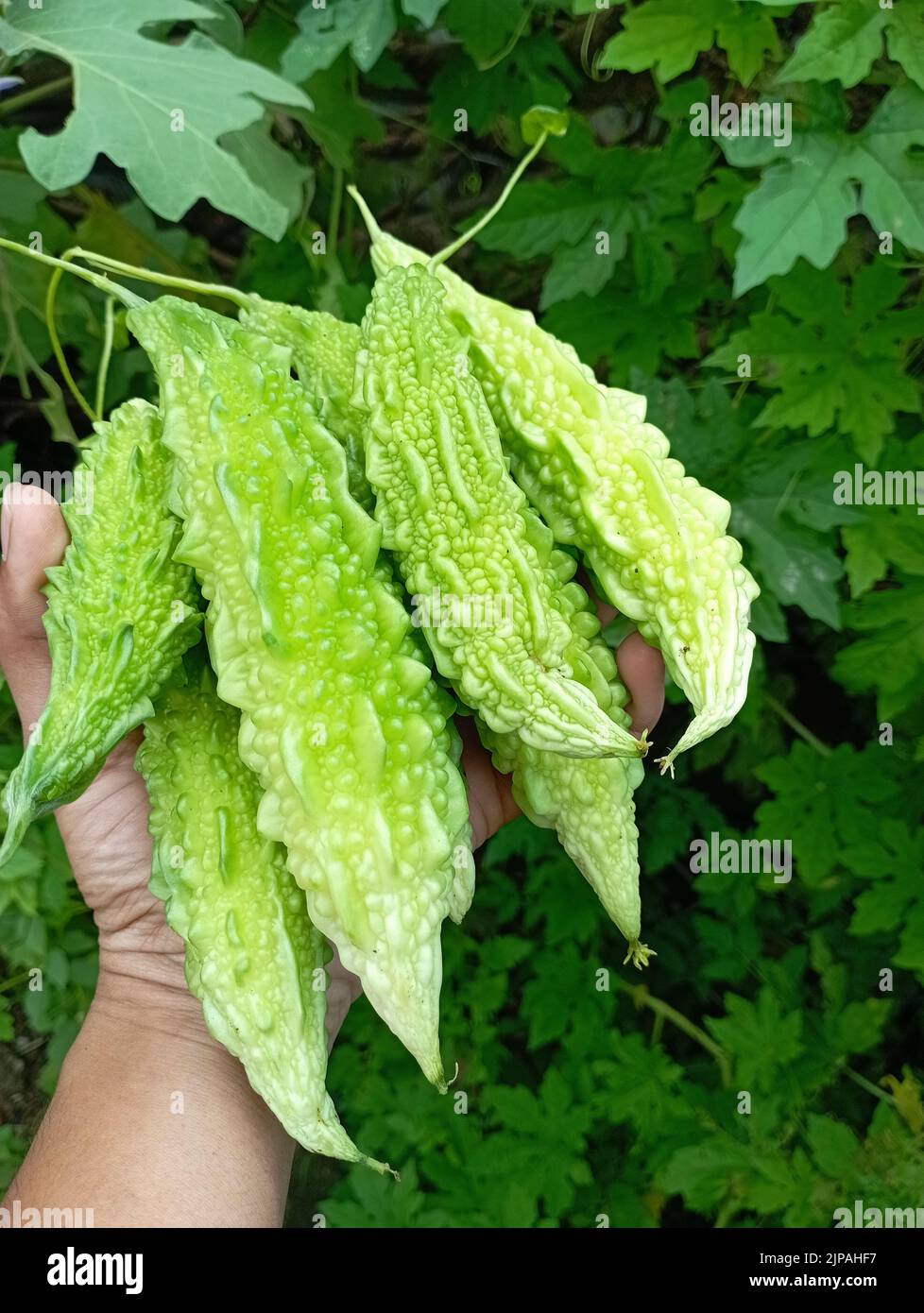 Bitter gourd or bitter melon vegetables in hand, harvest fresh green ...