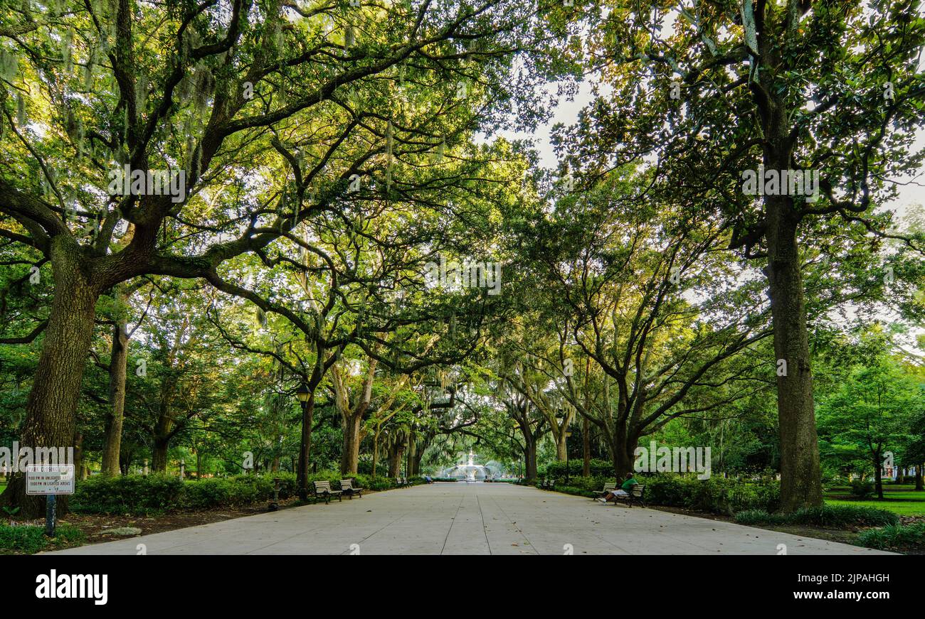 A beautiful ground level shot of an evergreen park with tall trees ...