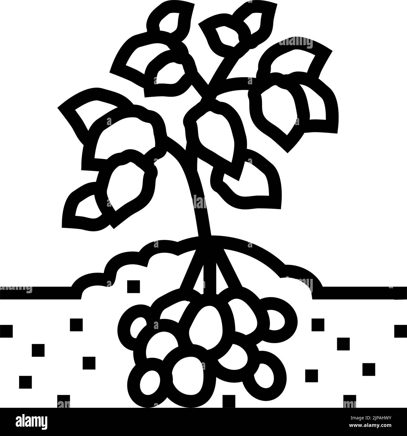 plant potato vegetable line icon vector illustration Stock Vector Image ...