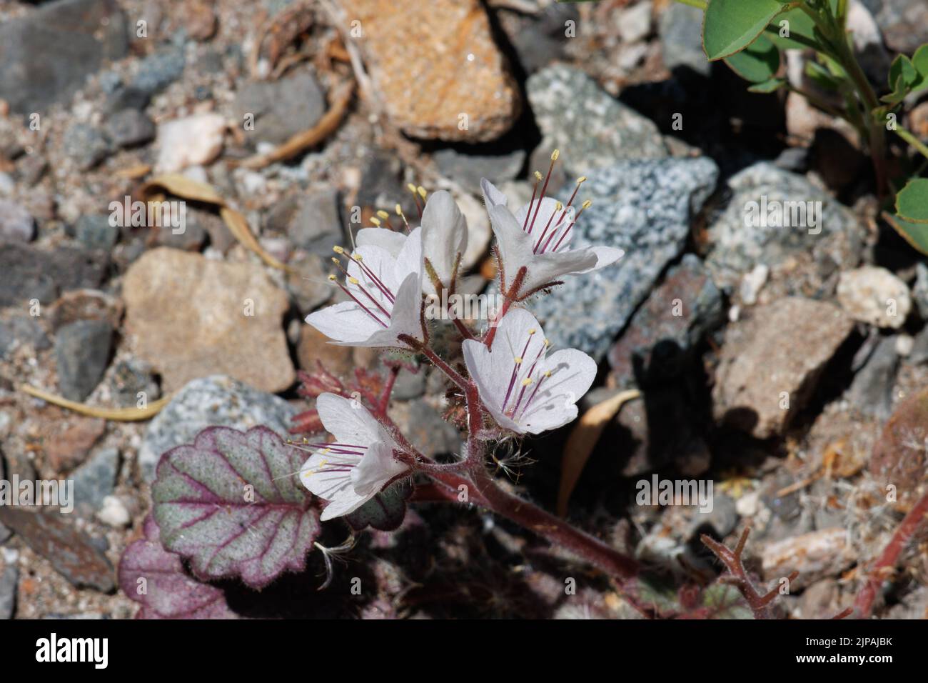 White flowering determinate scorpioid cyme inflorescence of Phacelia ...