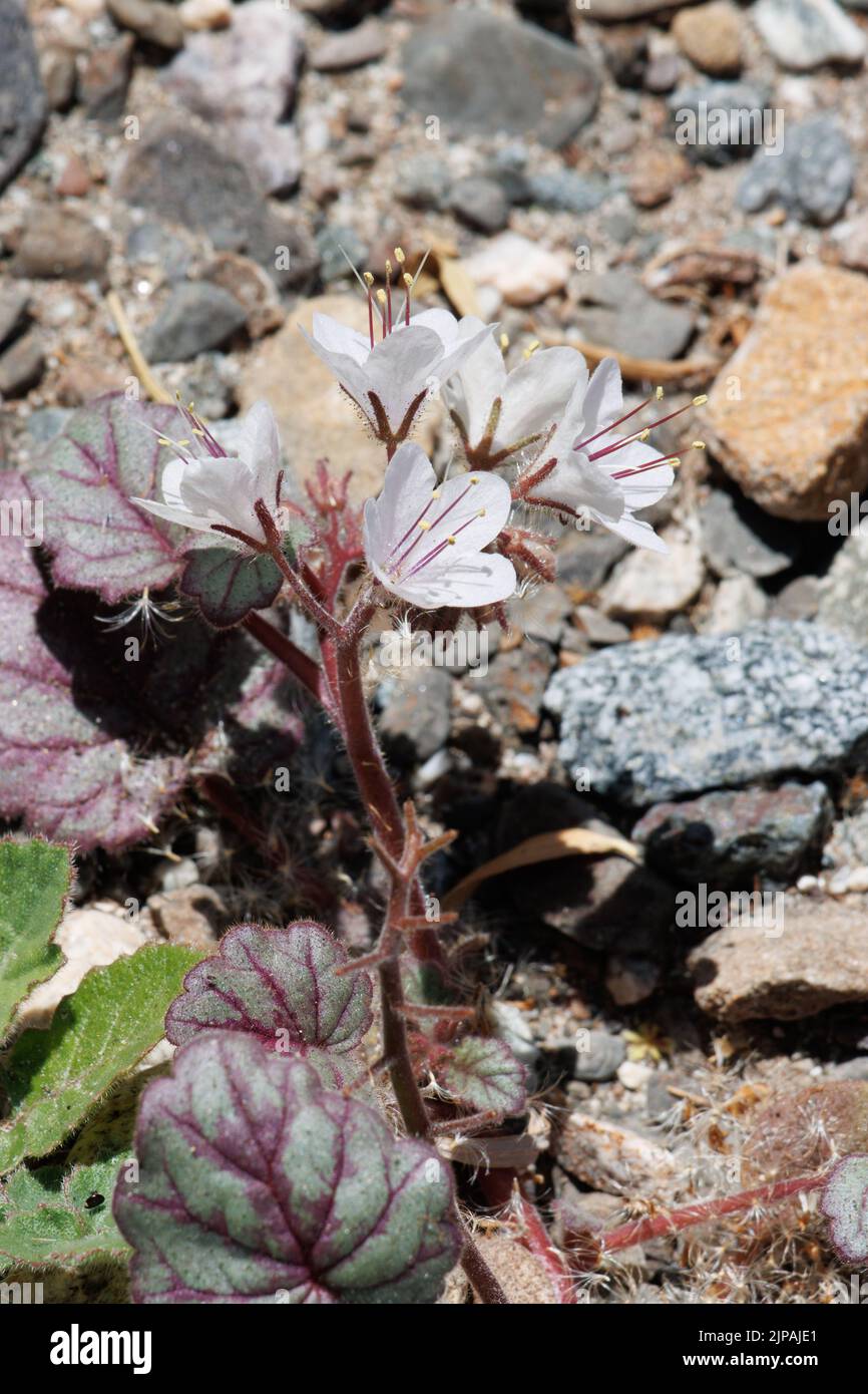 Phacelia longipes hi-res stock photography and images - Alamy