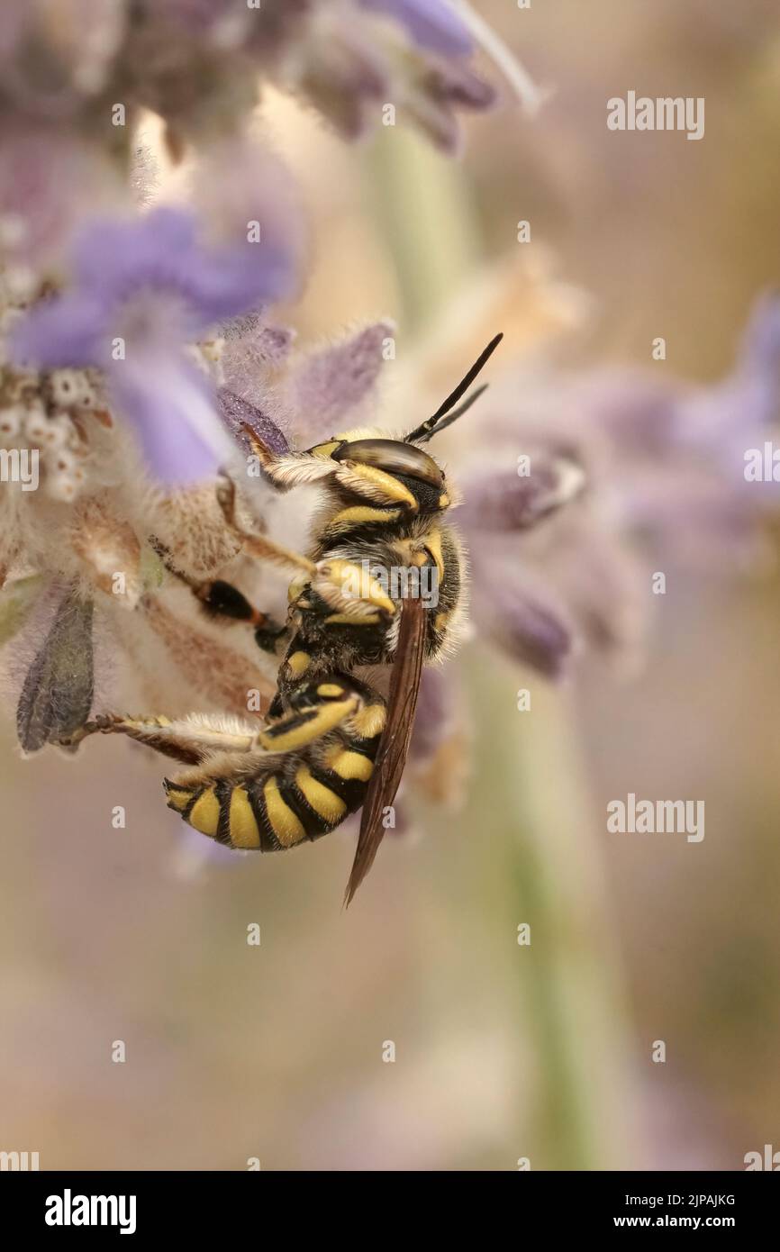 Colorful closeup on a mediterranean male Florentine woolcarderd bee ...