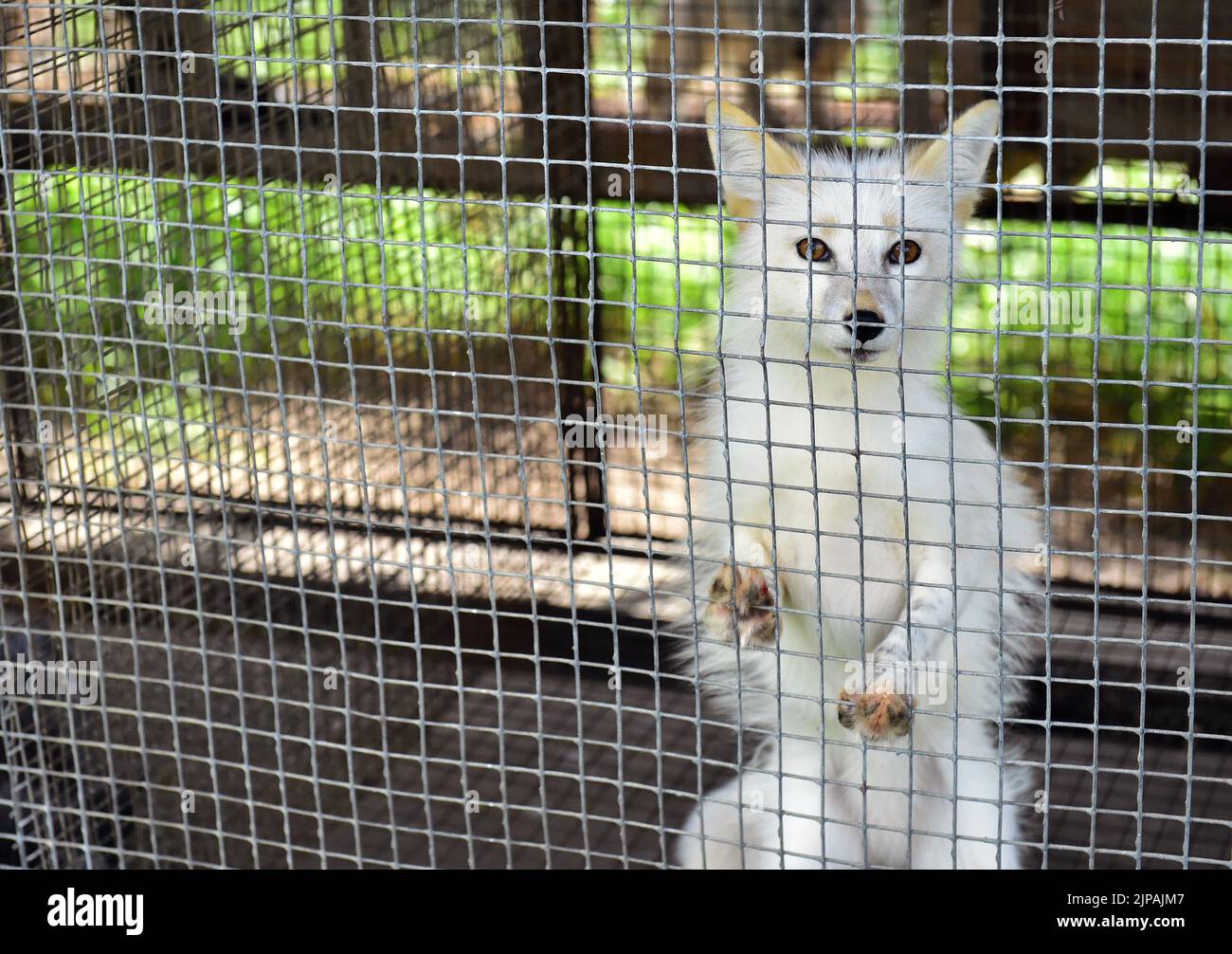 Experimental fur farm of the Institute of Cytology and Genetics ...