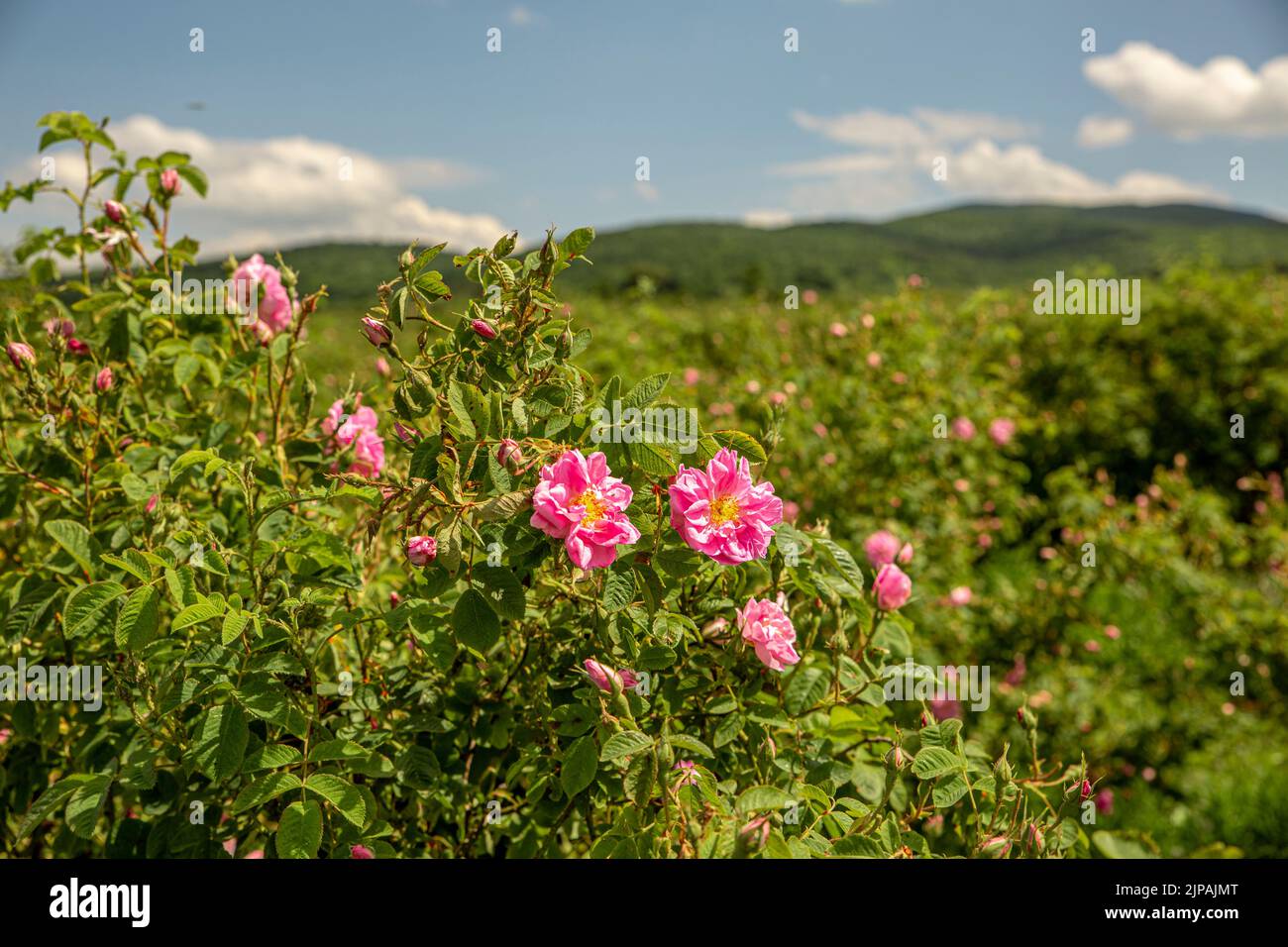 Rosa damascena fields Damask rose, rose of Castile rose hybrid, derived ...