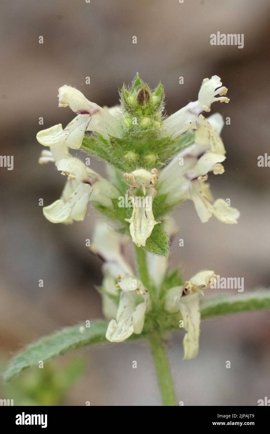 Recta vertical hi-res stock photography and images - Alamy