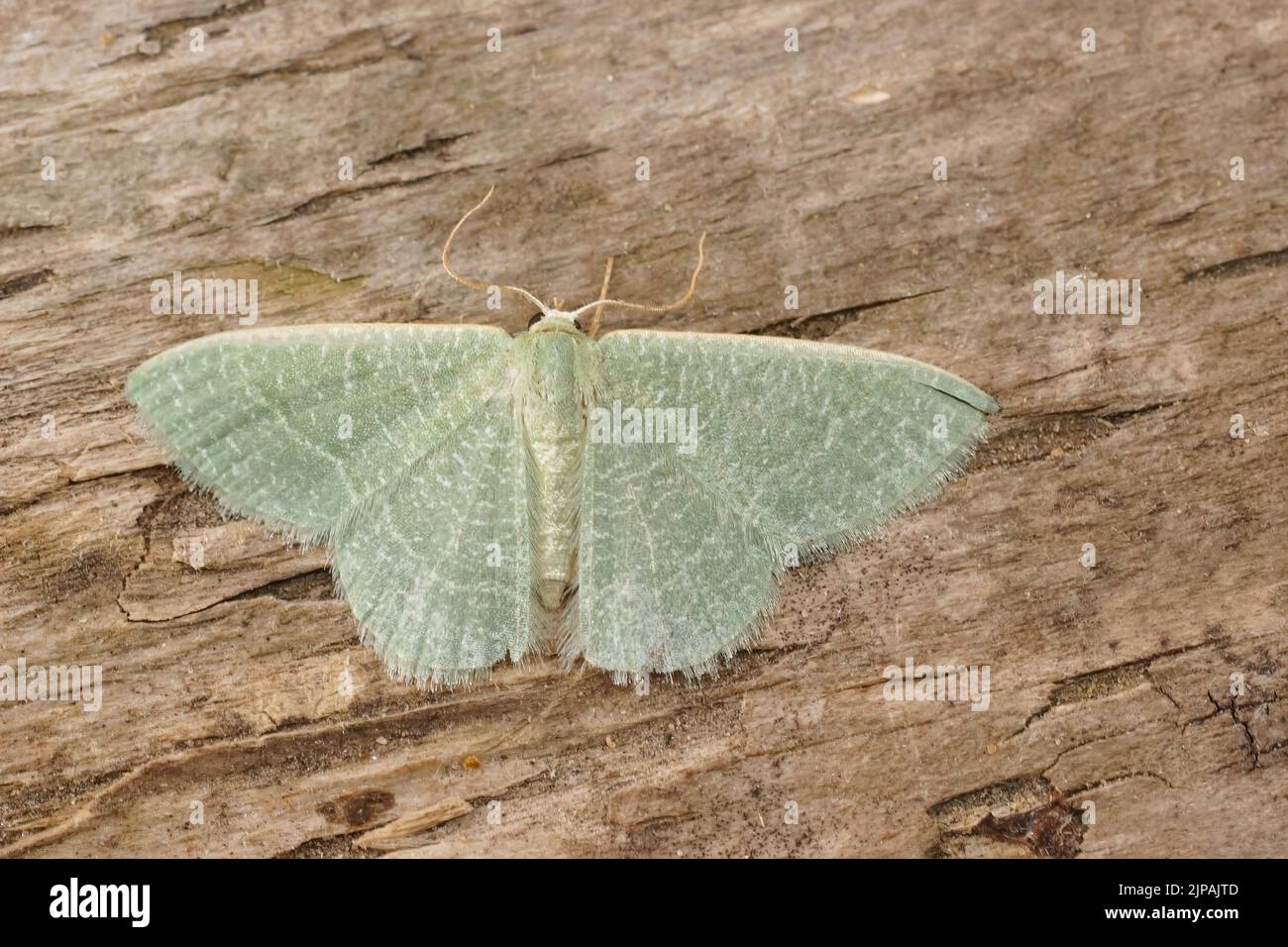 Etruscan green moth hi-res stock photography and images - Alamy