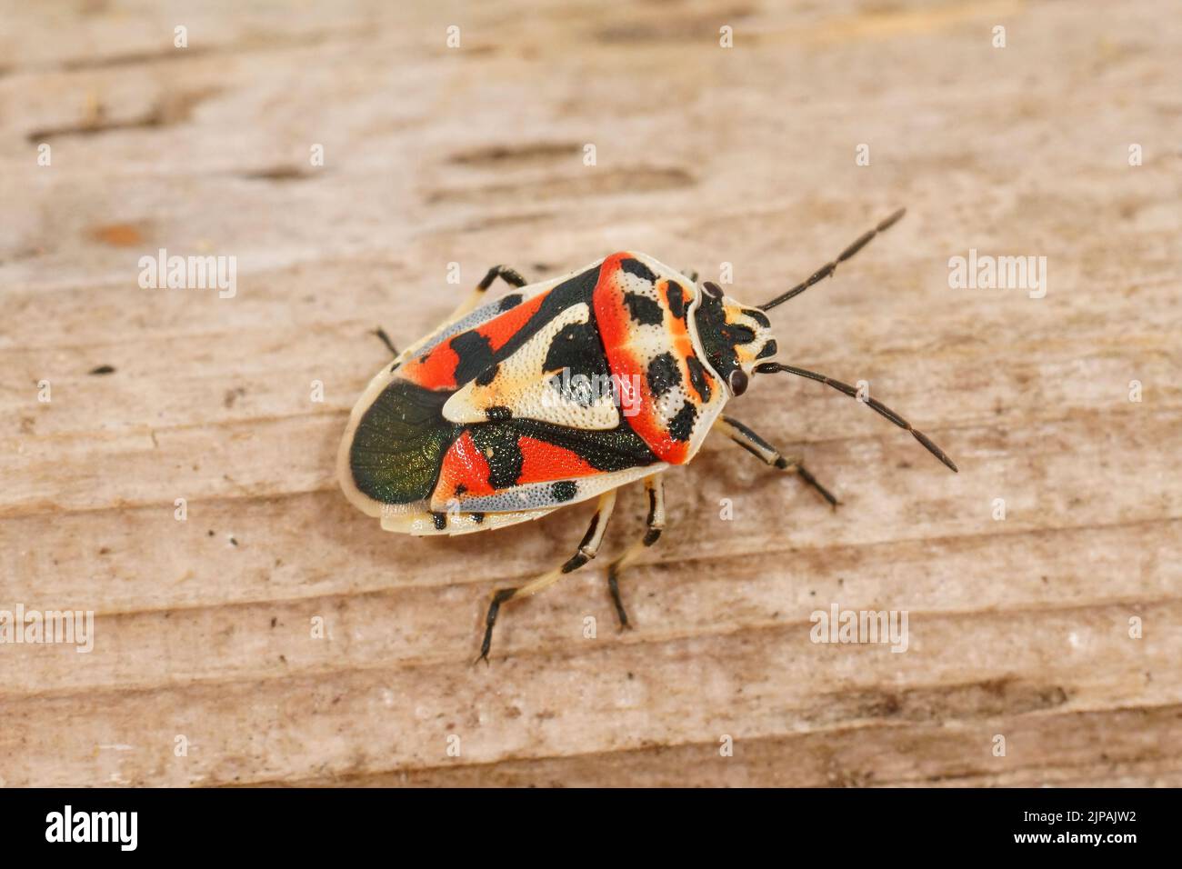 Detailed closeup on the pretty colorful mediterranean Ornate shieldbug ...
