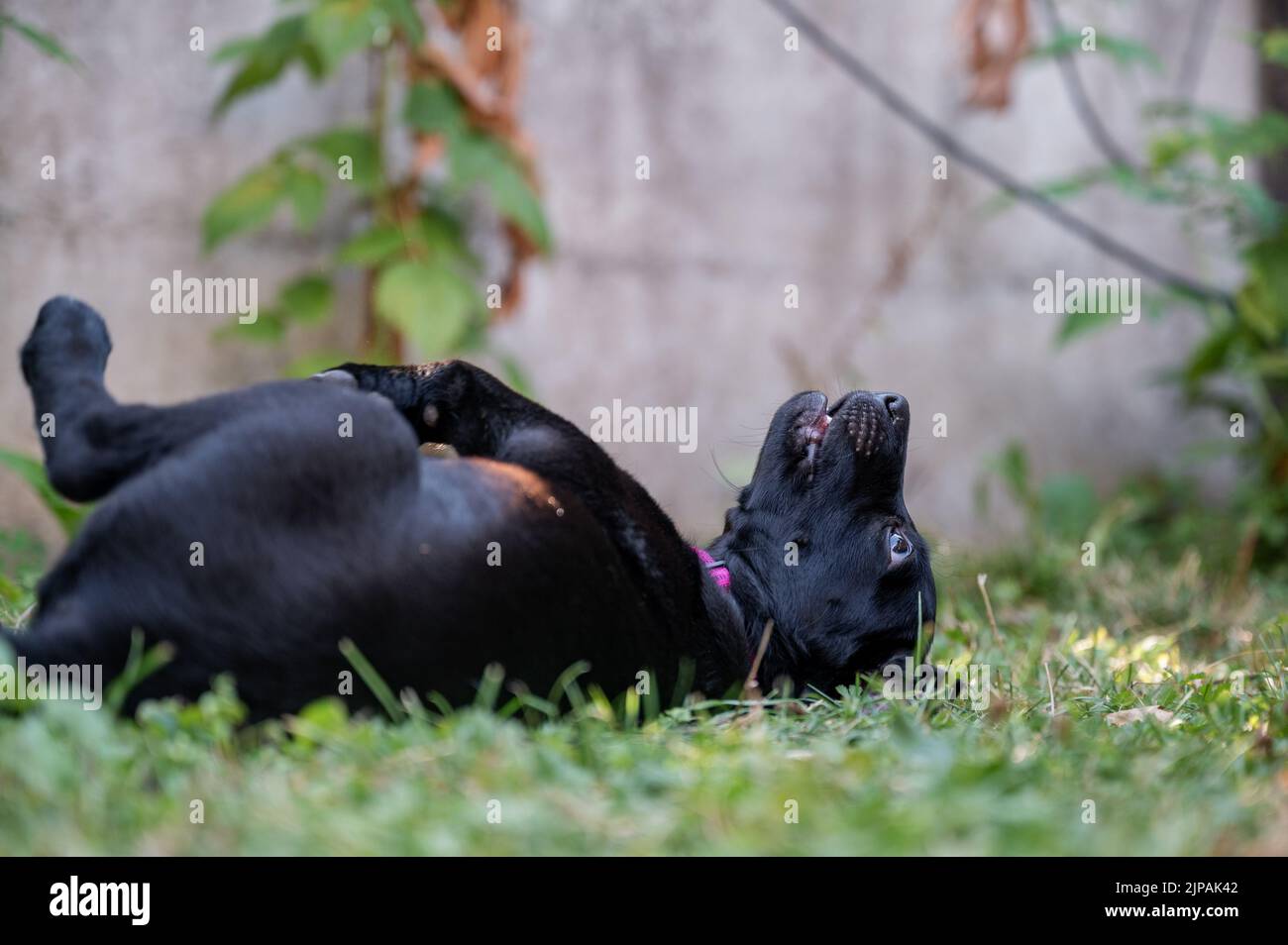 Purebred dog rolling in grass hi-res stock photography and images - Alamy