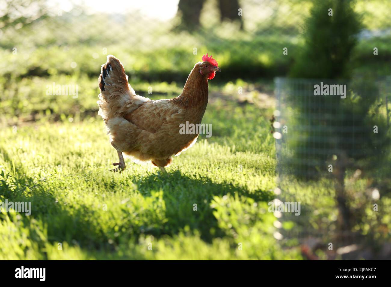 Brown chicken eating food on the grass floor. Farming Pet Concept. hens ...