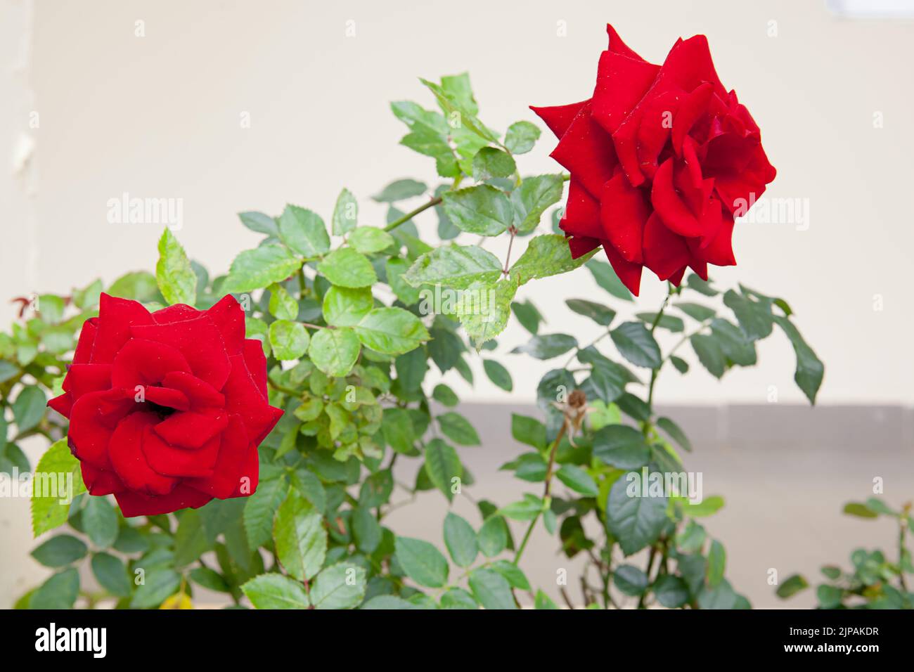 Velvety red fully blown hybrid tea rose also know Ingrid Bergman ...