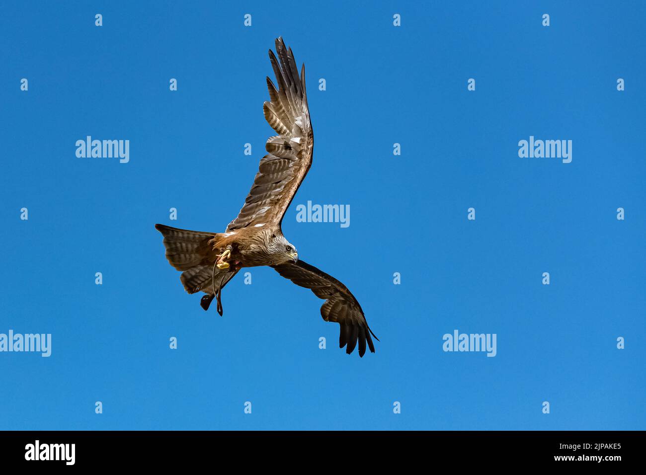 Two red kites hunting in blue sky, beautiful birds of prey Stock Photo ...