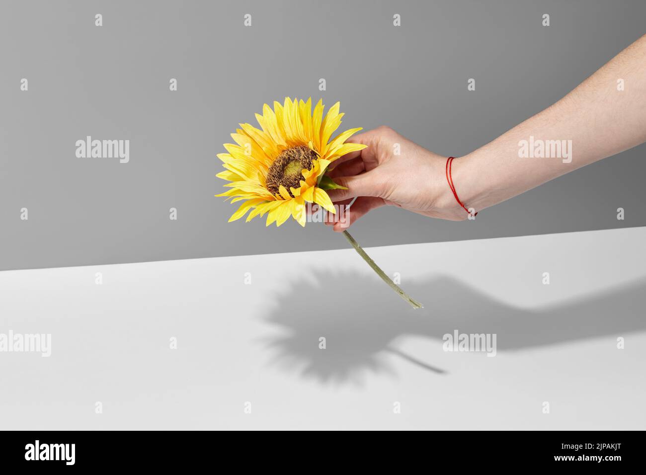 Woman's hand with red thread bracelet on her wrist holding sunflower ...