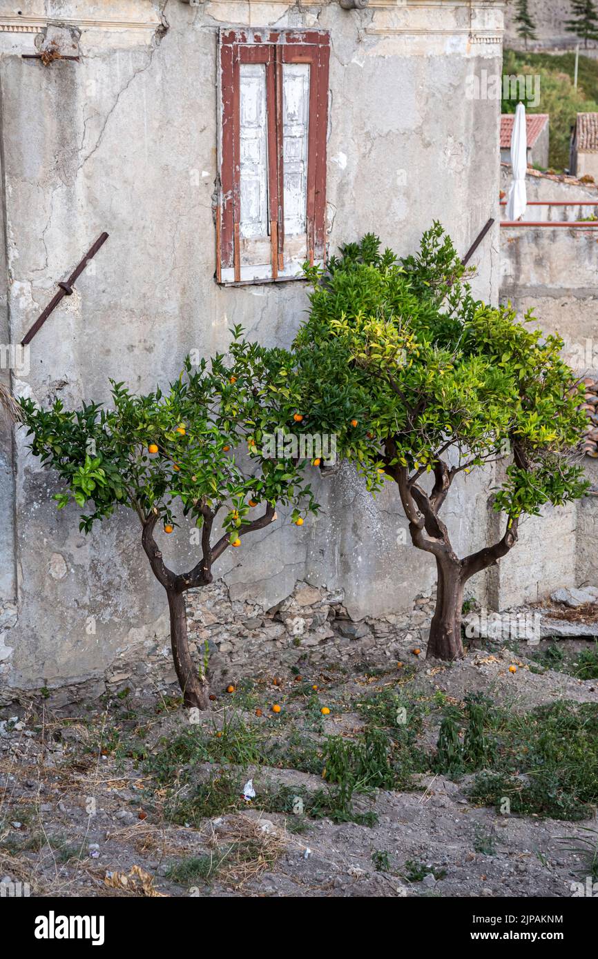 Orange tree near the old house Stock Photo - Alamy