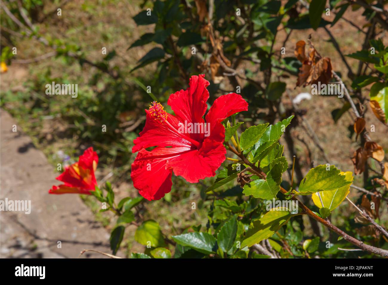 Red shoeblack plant also known as Hibiscus rosa sinensis, rose mallow ...