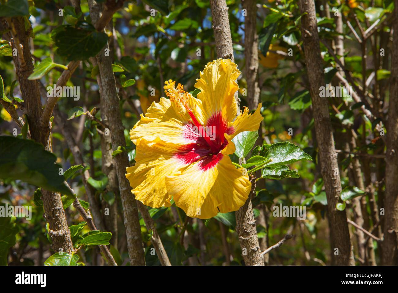 Yellow shoeblack plant also known as Hibiscus rosa sinensis, rose ...