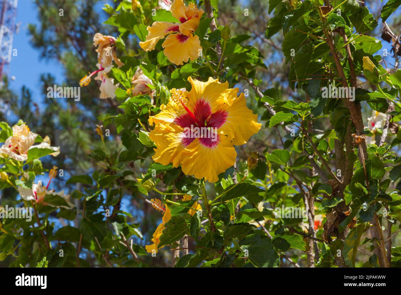 Yellow shoeblack plant also known as Hibiscus rosa sinensis, rose ...