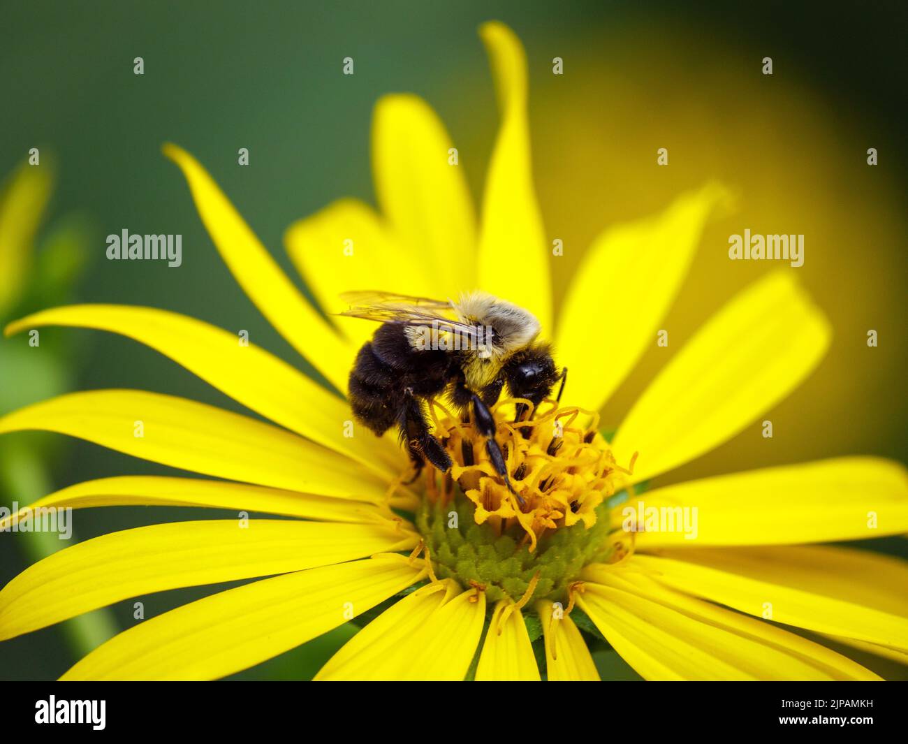 Bumble bee on cup plant flower Stock Photo - Alamy