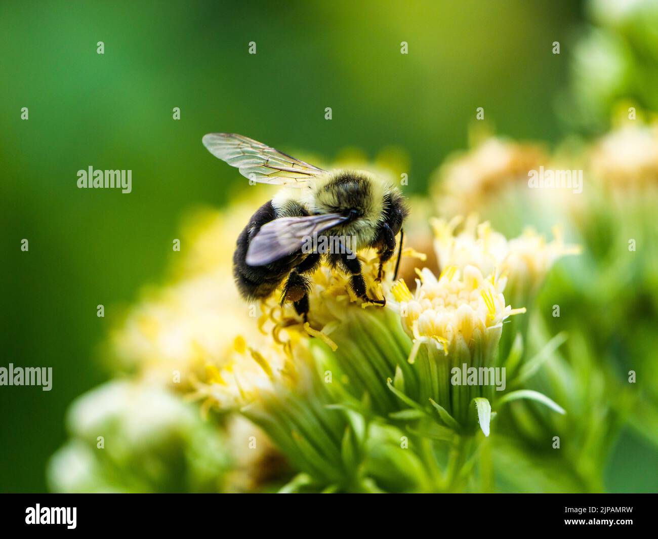 Two-spotted bumble bee (Bombus bimaculatus) on Indian plantain flower ...